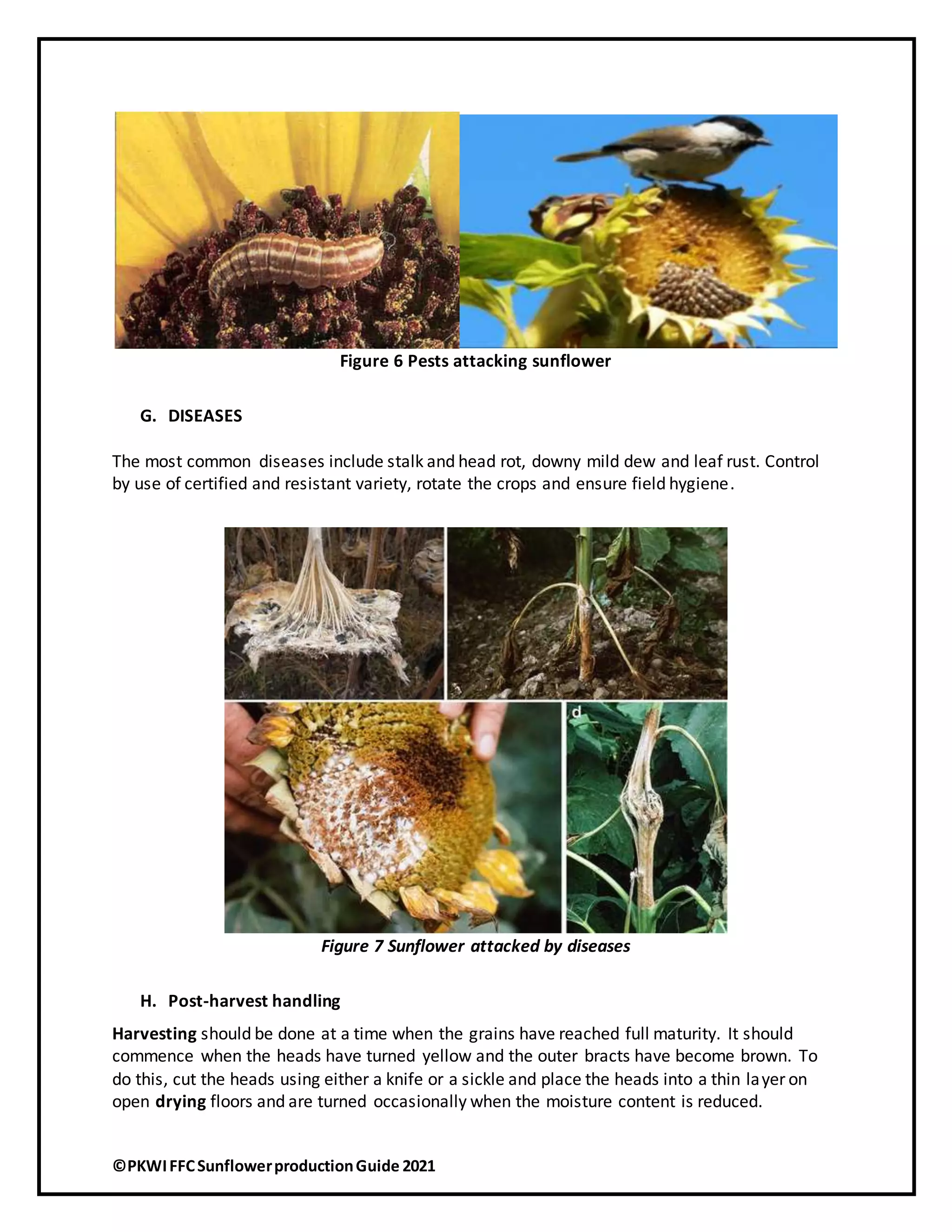 PKWI Sunflower Manual and Guide developed by Ochom Geoffrey ...