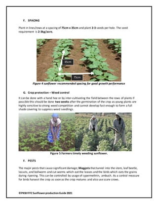 PKWI Sunflower Manual and Guide developed by Ochom Geoffrey ...