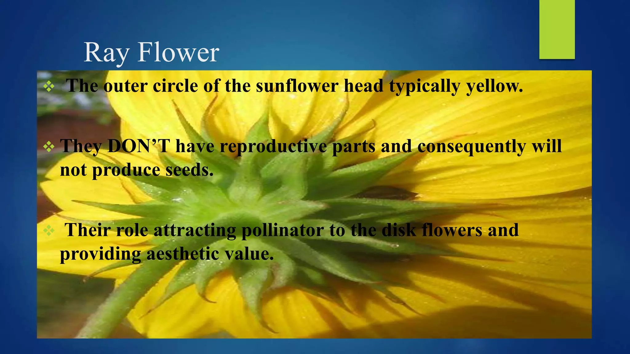 Sunflower History about world and Pakistan, Uses, importance, climate ...