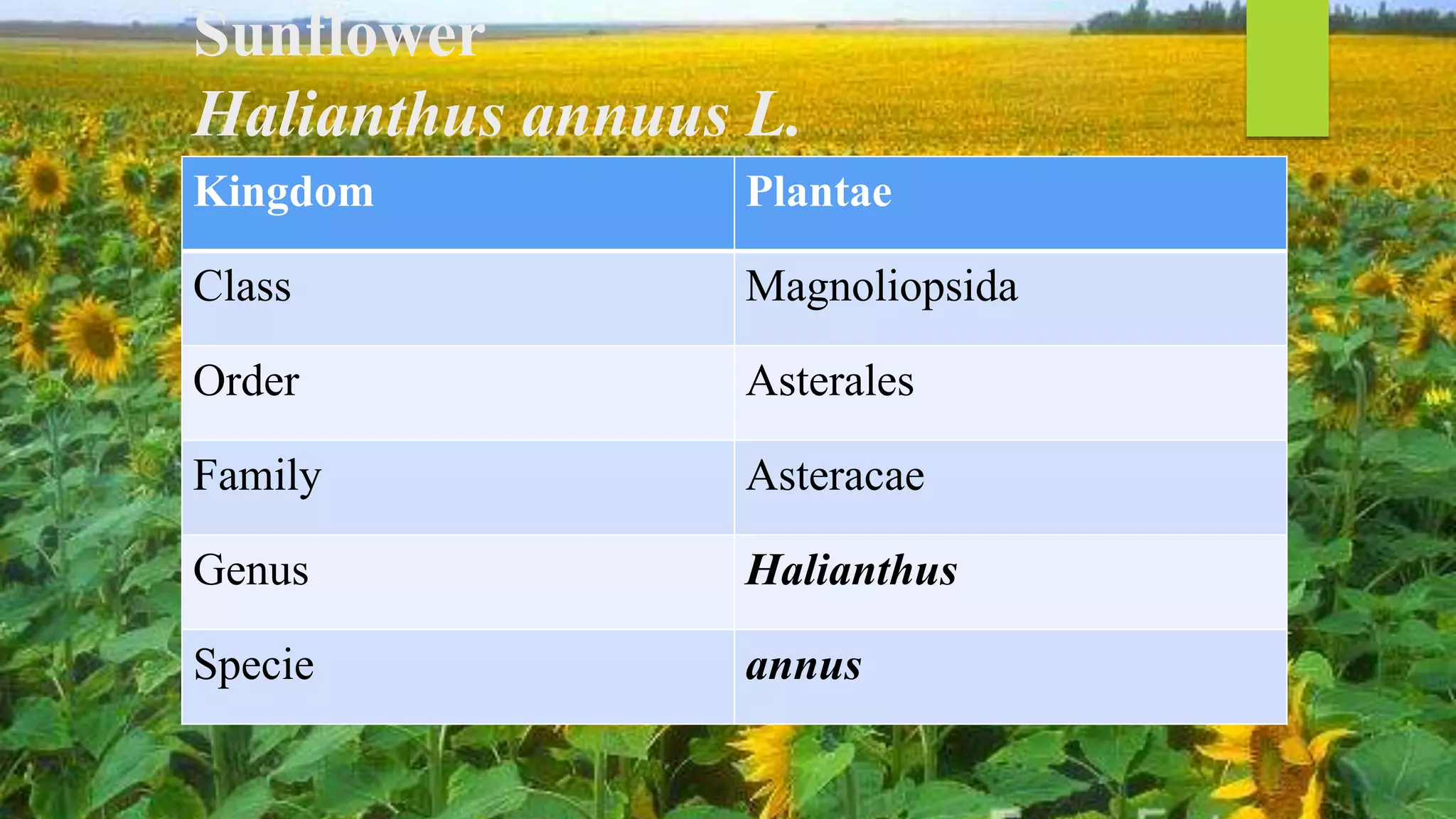 Sunflower History about world and Pakistan, Uses, importance, climate ...