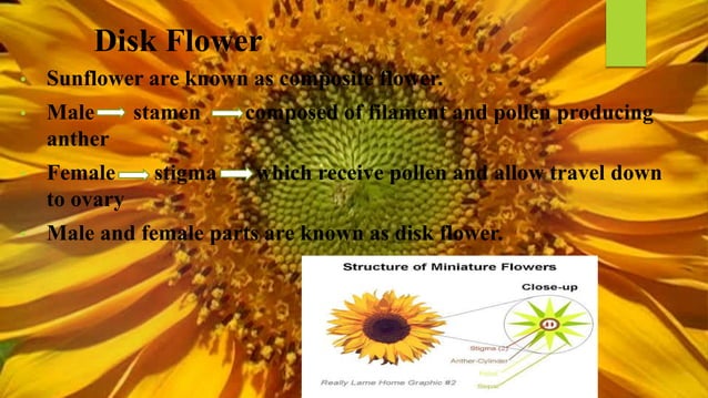 Sunflower History about world and Pakistan, Uses, importance, climate ...