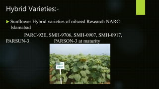 Sunflower History about world and Pakistan, Uses, importance, climate ...