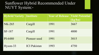 Sunflower History about world and Pakistan, Uses, importance, climate ...
