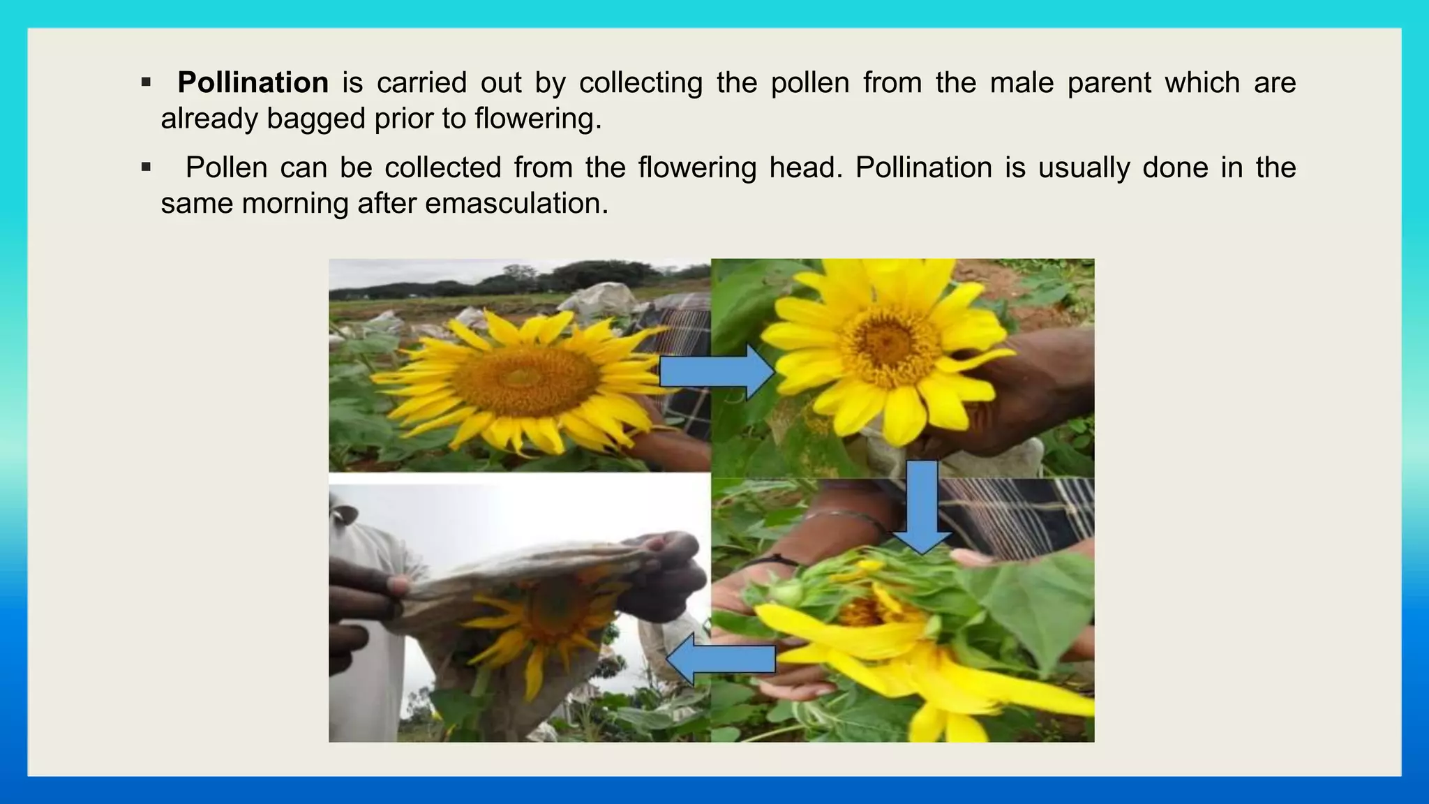 Breeding Techniques of Sunflower | PPTX