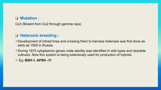 Breeding Techniques of Sunflower | PPTX