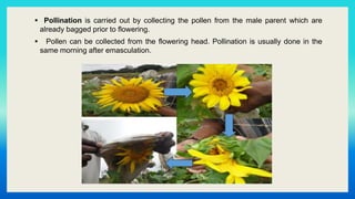 Breeding Techniques of Sunflower | PPTX | Agriculture | Industries
