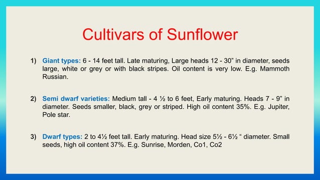 Breeding Techniques of Sunflower | PPTX | Agriculture | Industries