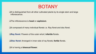 Breeding Techniques of Sunflower | PPTX
