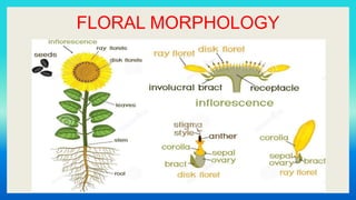 Breeding Techniques of Sunflower | PPTX