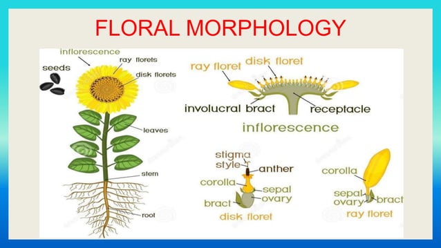 Breeding Techniques of Sunflower | PPTX | Agriculture | Industries