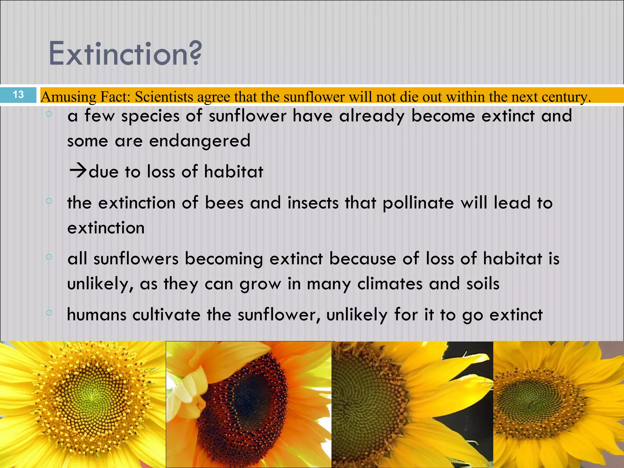 Sunflowers | PPT