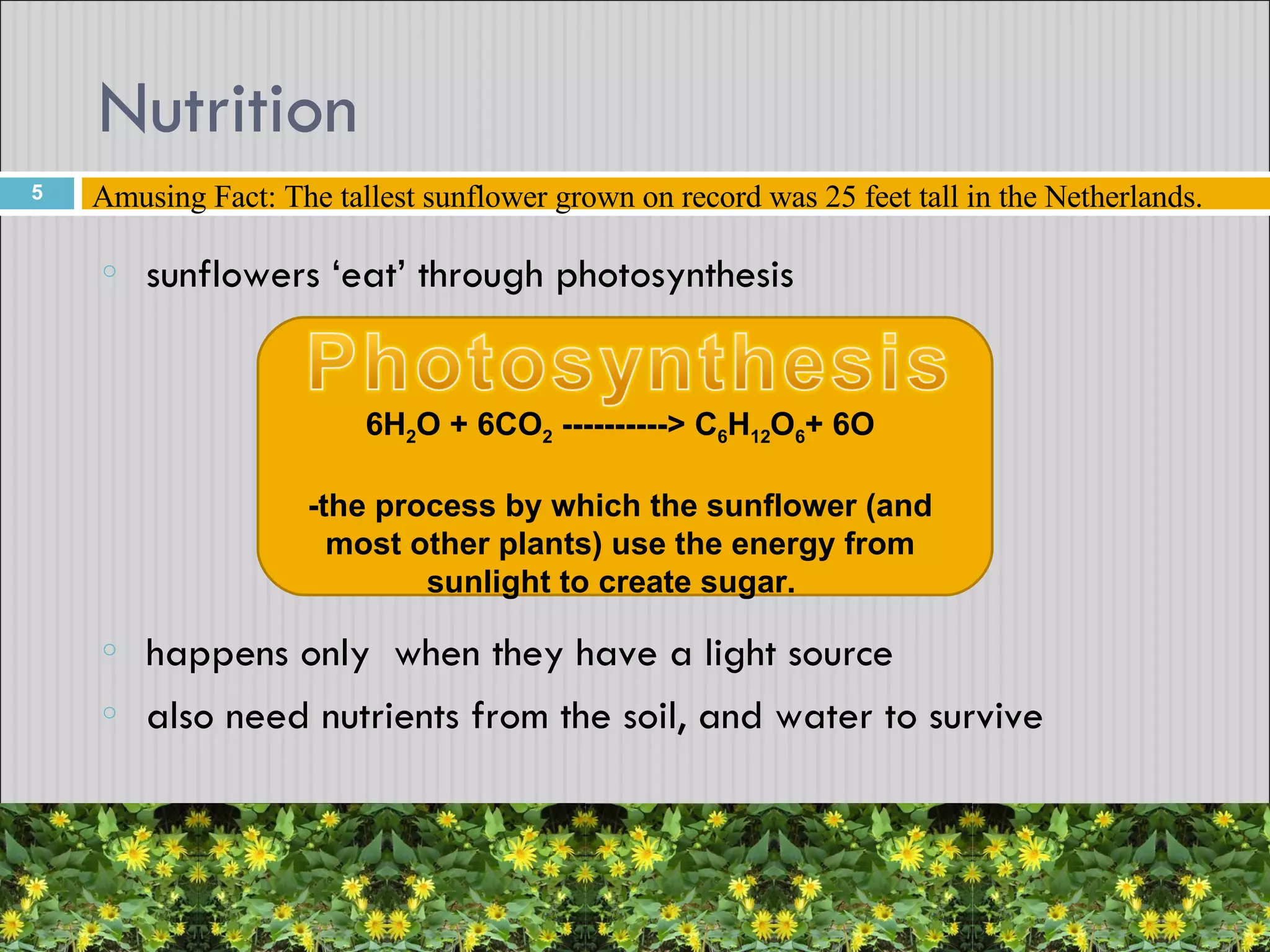 Sunflowers | PPT