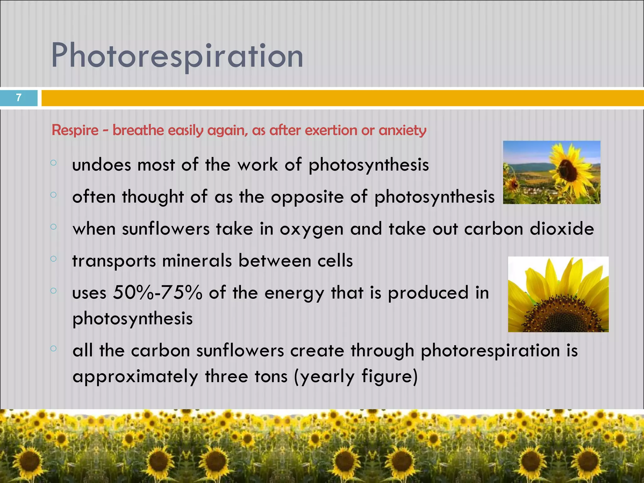 Sunflowers | PPT