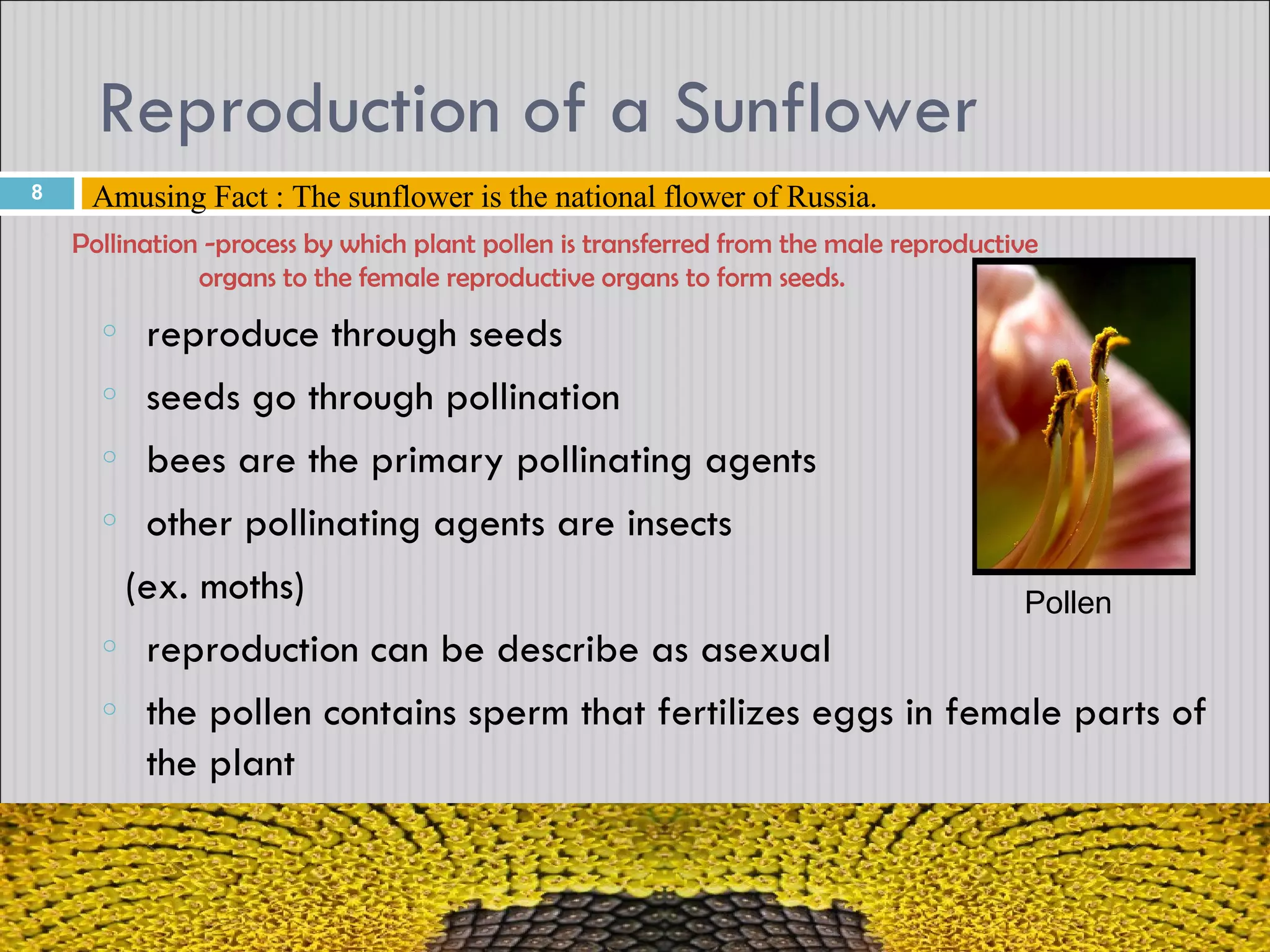 Sunflowers | PPT