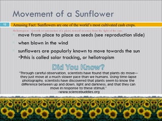 Sunflowers | PPT