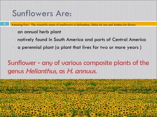 Sunflowers | PPT