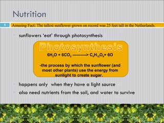 Sunflowers | PPT