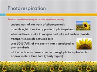 Sunflowers | PPT