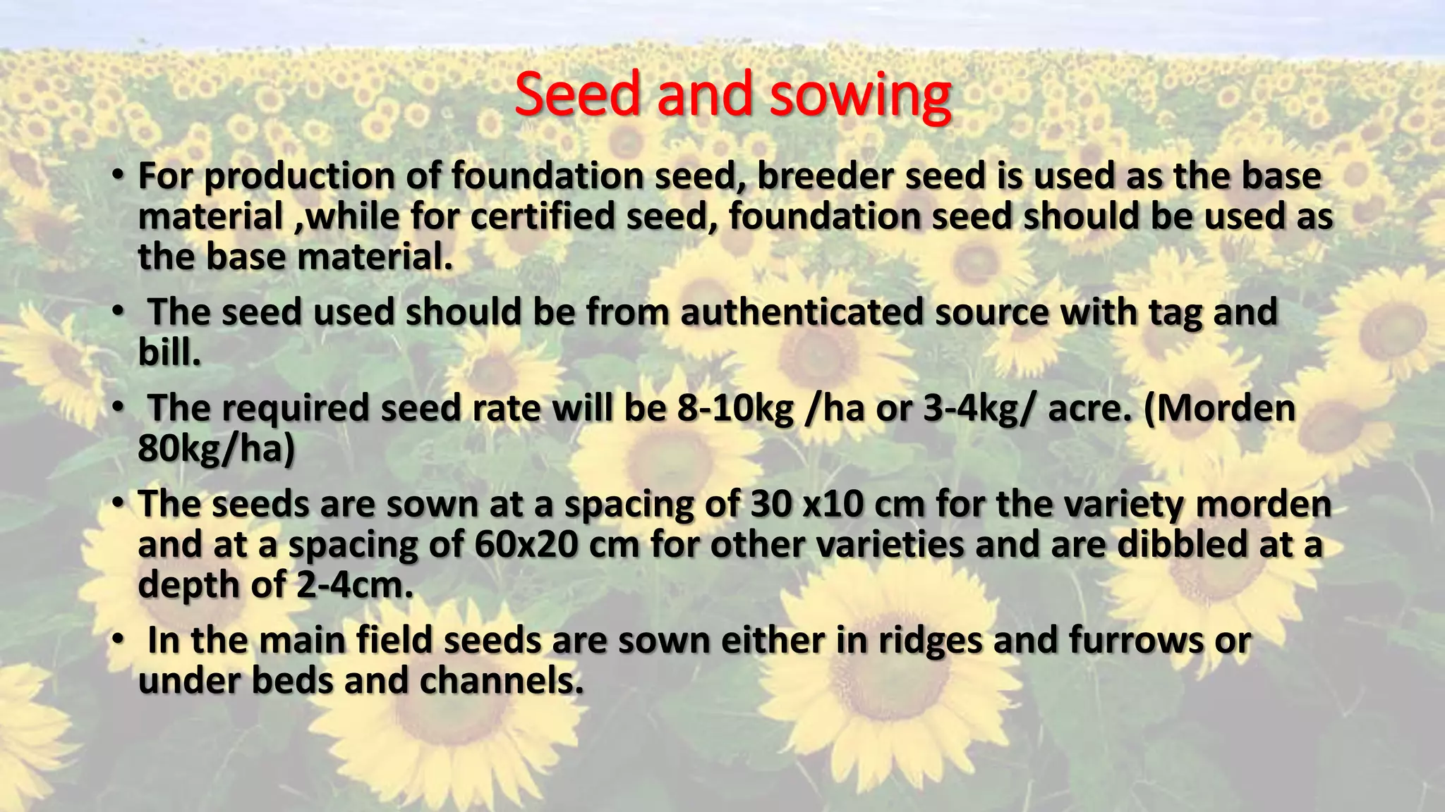 Sunflower seed production | PPT
