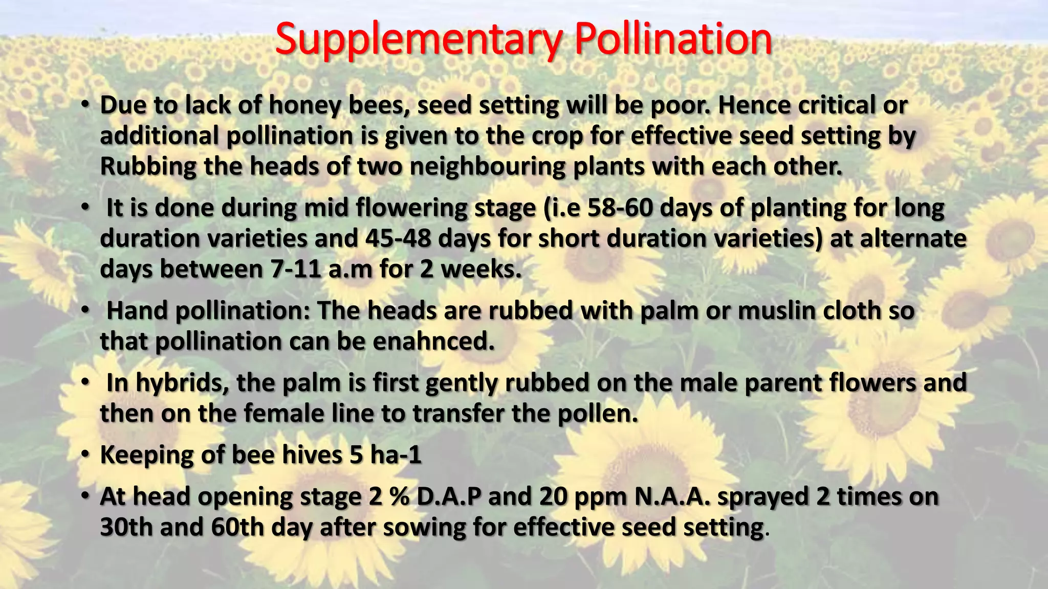 Sunflower seed production | PPT