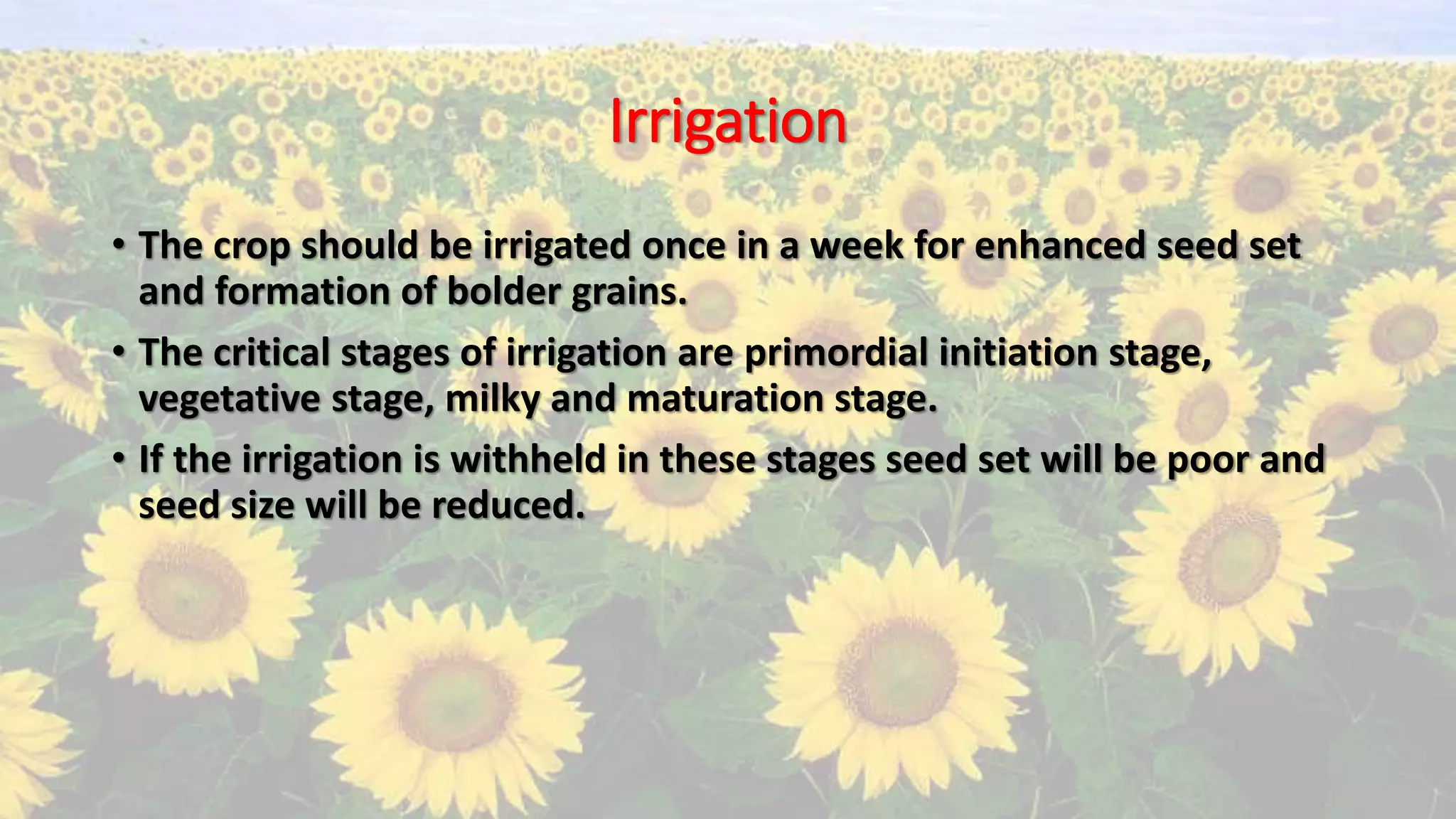 Sunflower seed production | PPT