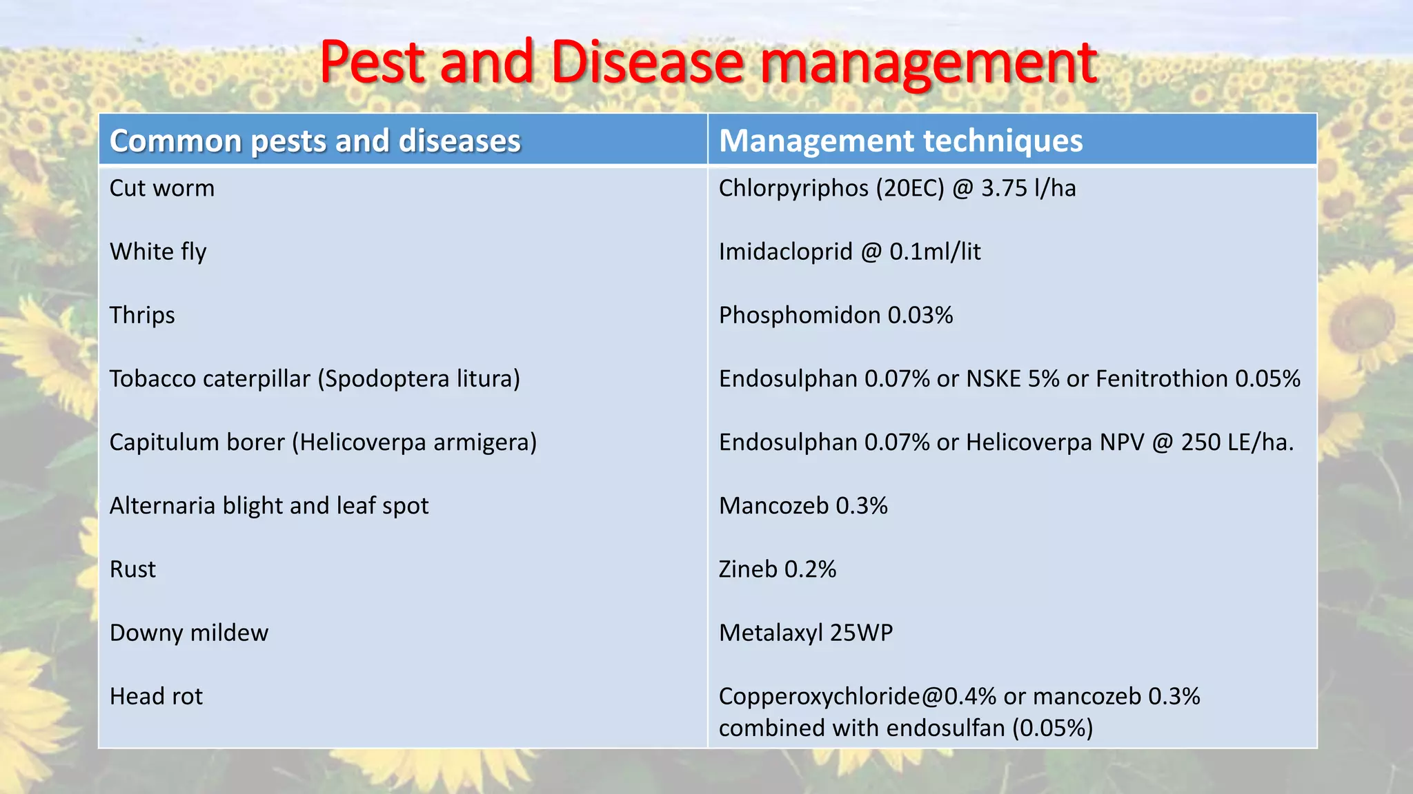 Sunflower seed production | PPT