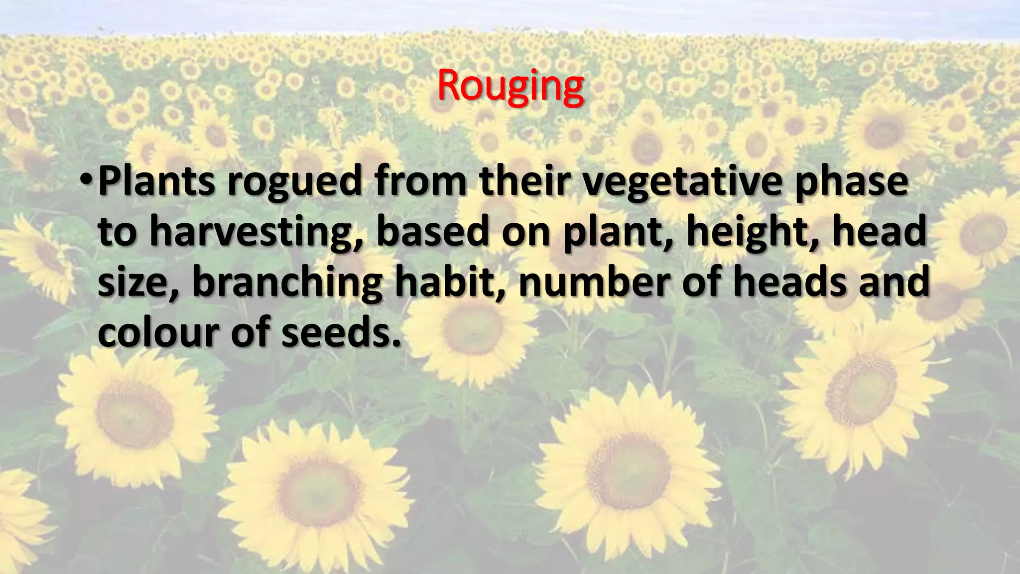Sunflower seed production | PPT