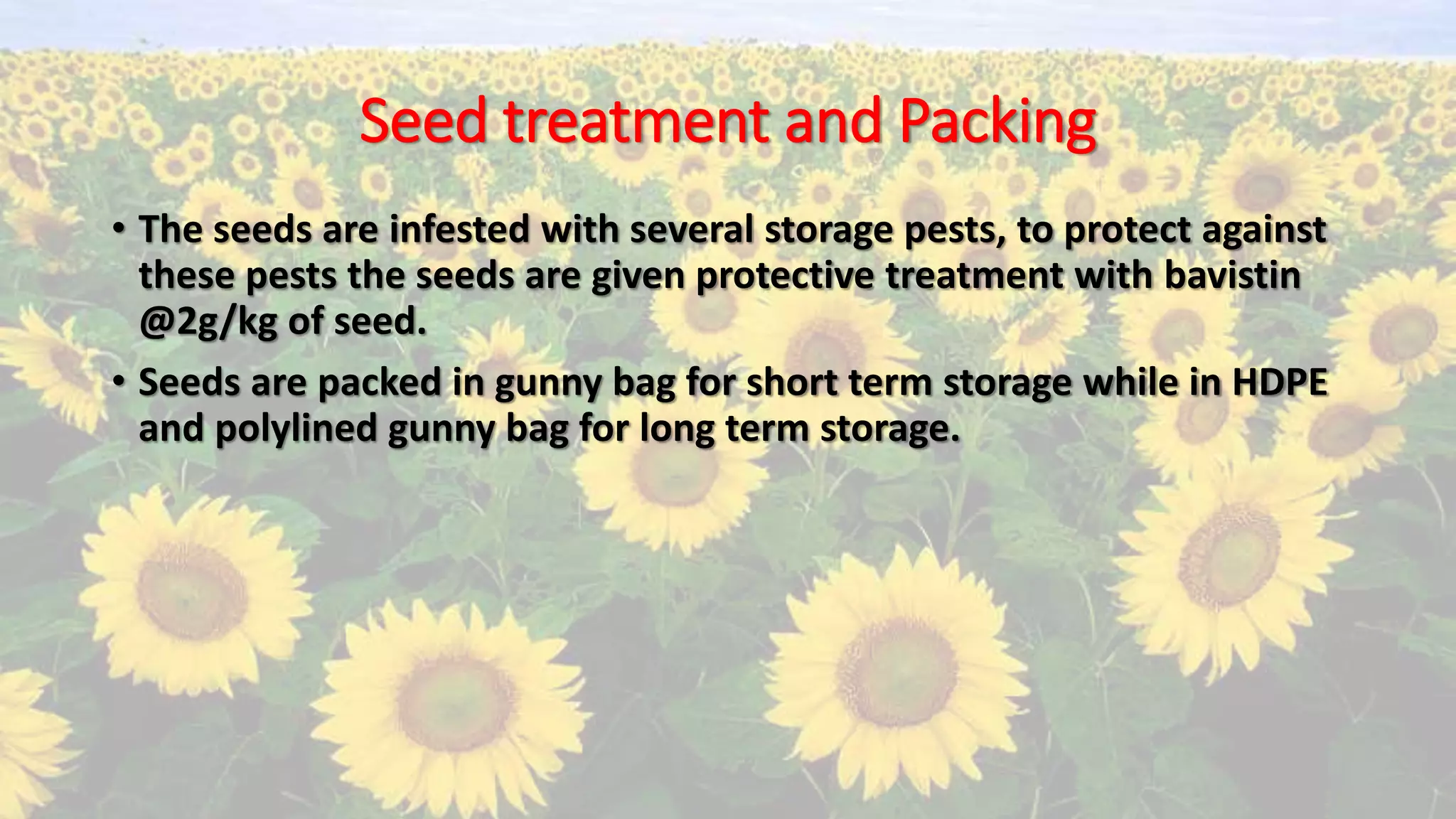 Sunflower seed production | PPT