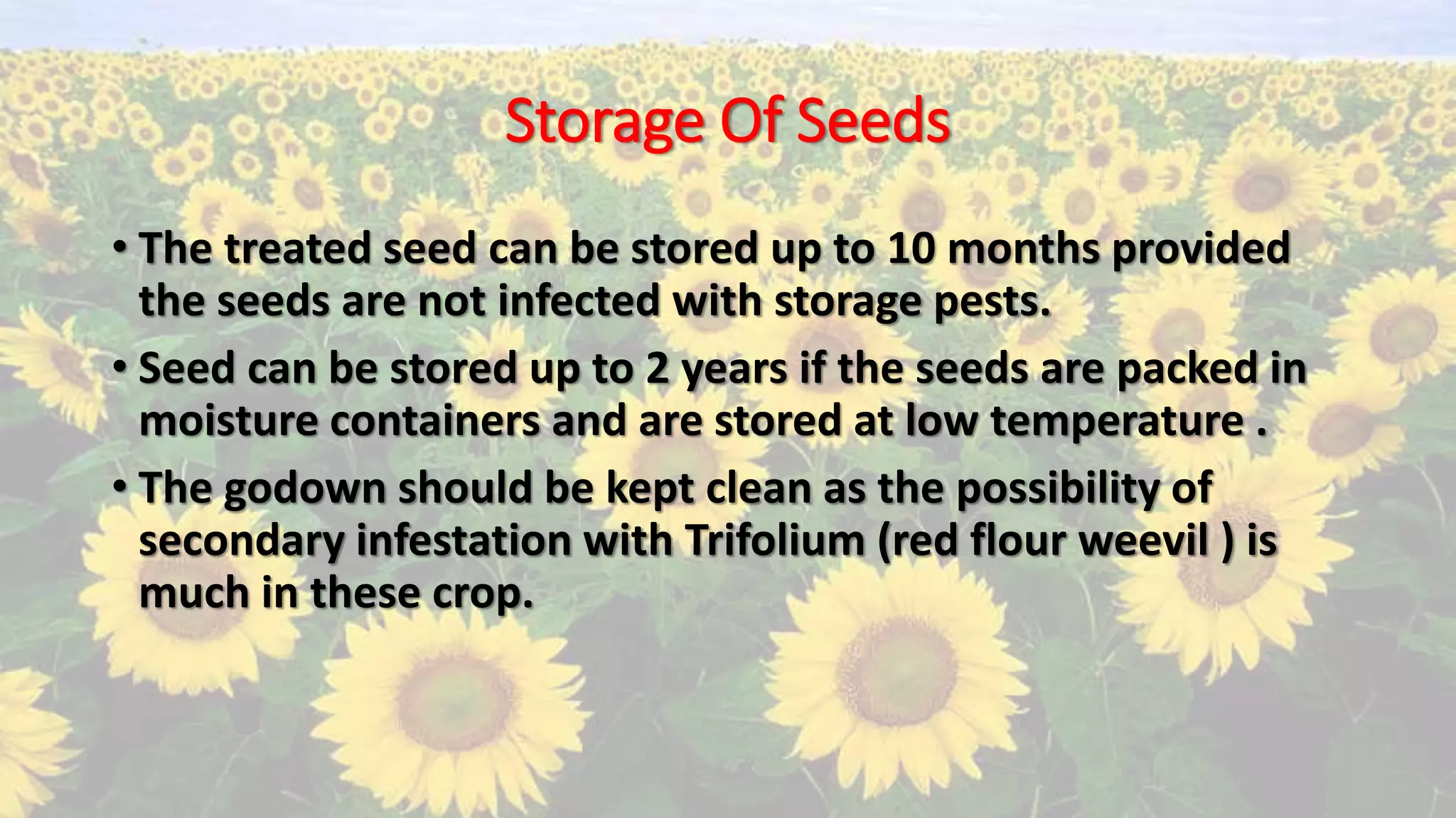 Sunflower seed production | PPT