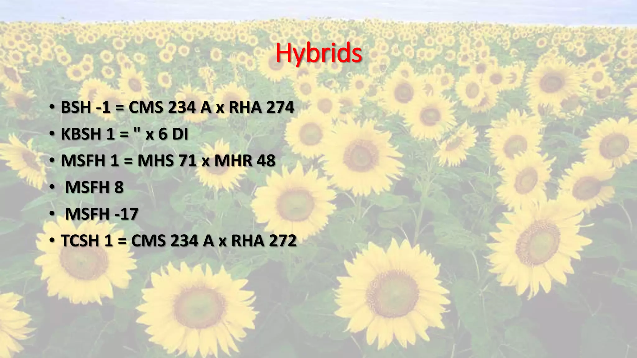 Sunflower seed production | PPT