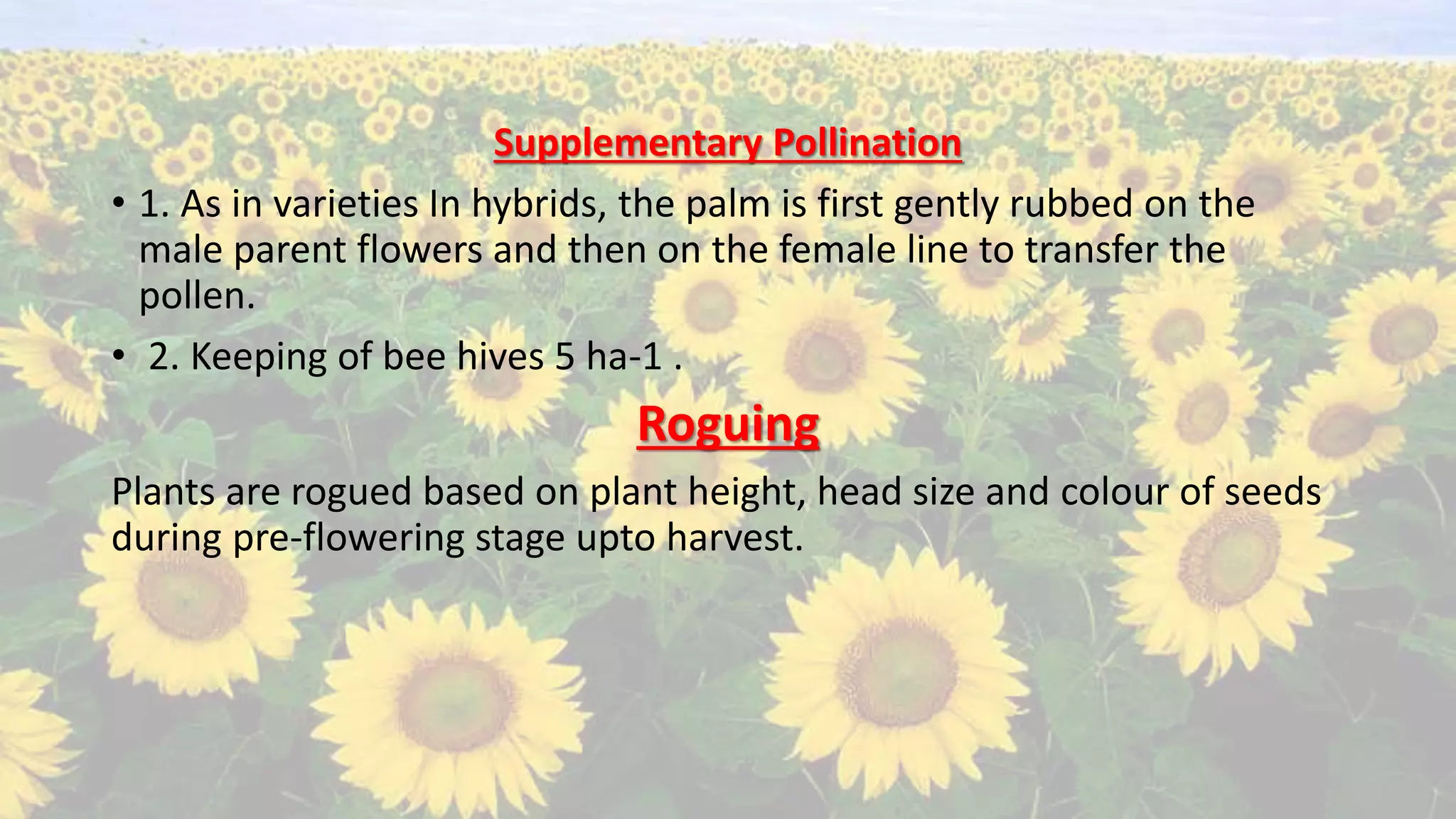 Sunflower seed production | PPT