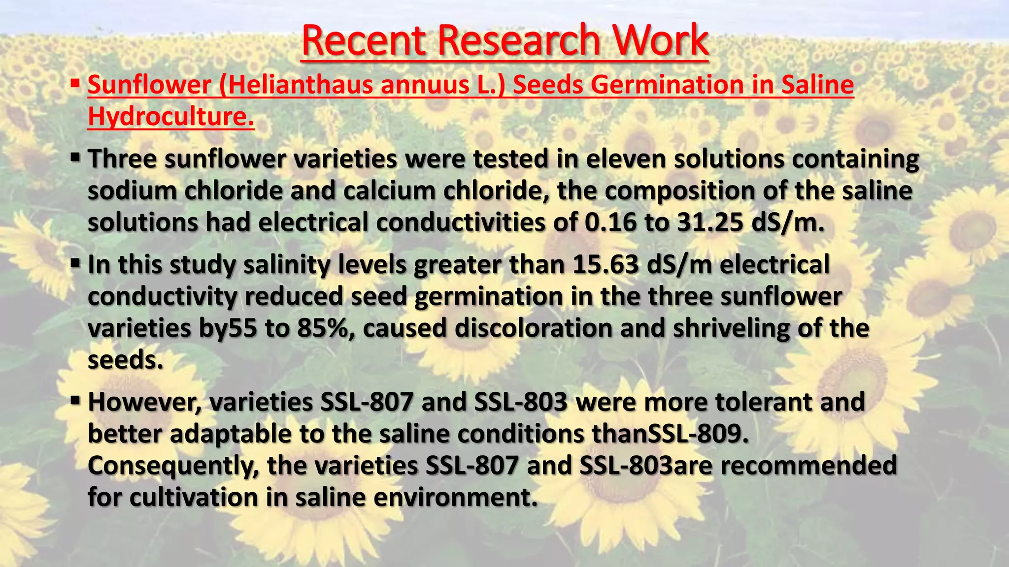 Sunflower seed production | PPT