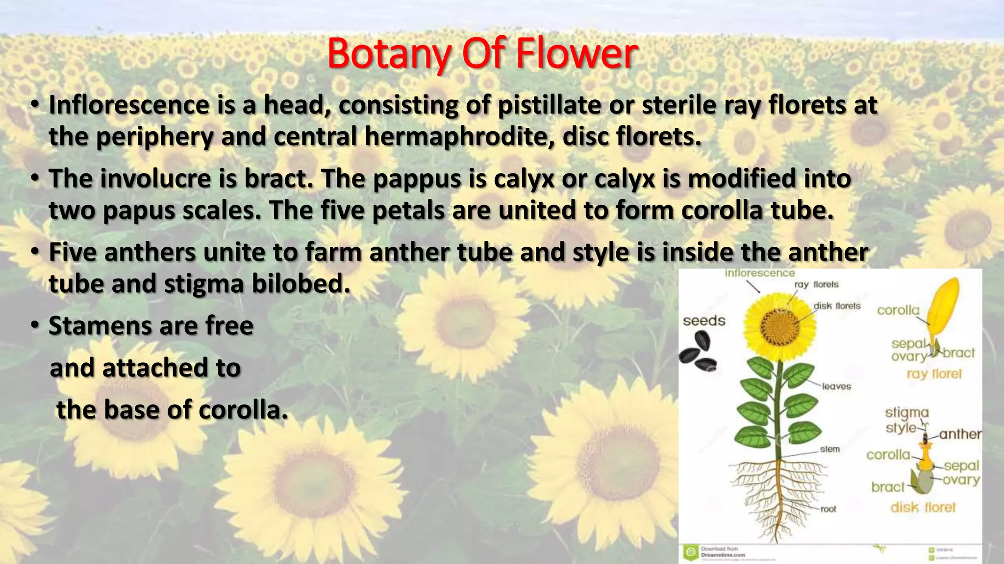 Sunflower seed production | PPT