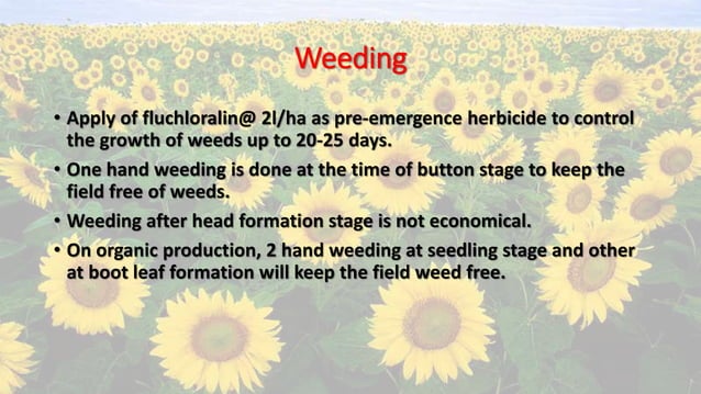 Sunflower seed production | PPT