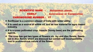 Sunflower seed production | PPT