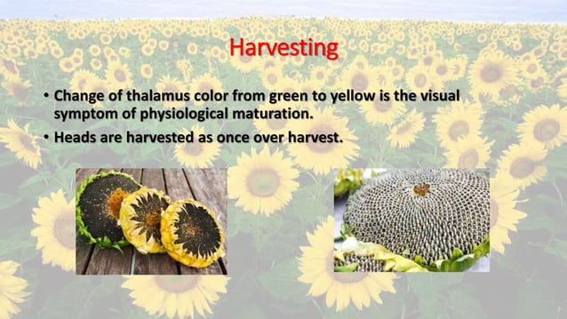 Sunflower seed production | PPT