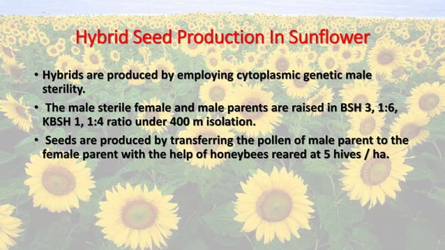 Sunflower seed production | PPT