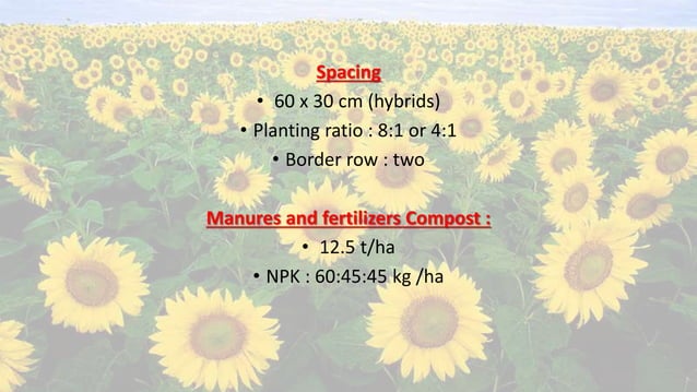 Sunflower seed production | PPT