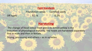 Sunflower seed production | PPT