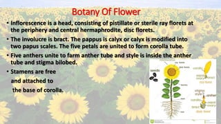Sunflower seed production | PPT