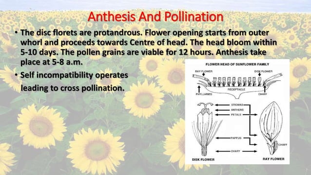 Sunflower seed production | PPT