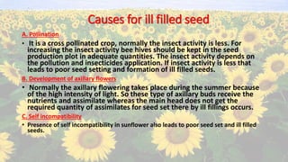 Sunflower seed production | PPT