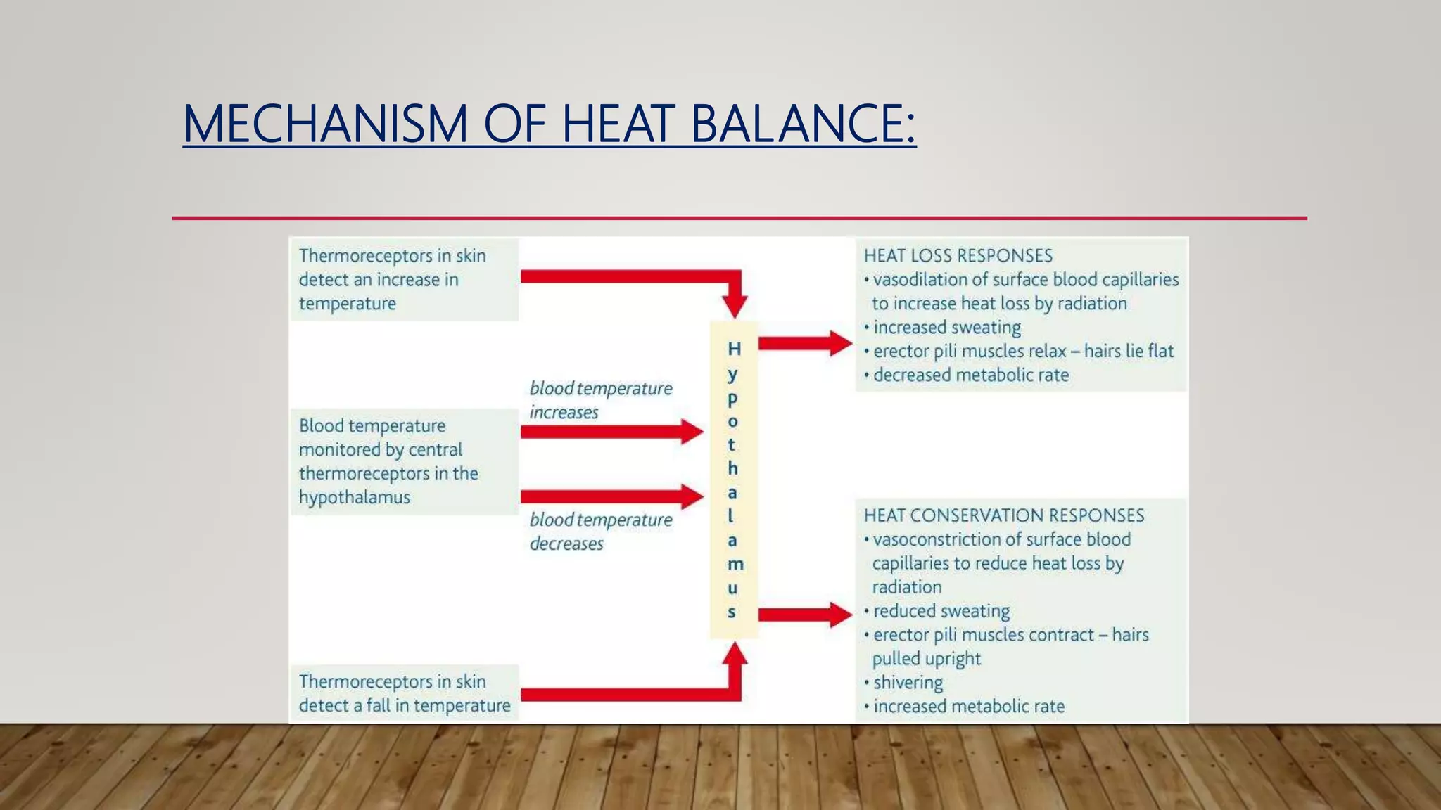 Thermoregulation | PPTX