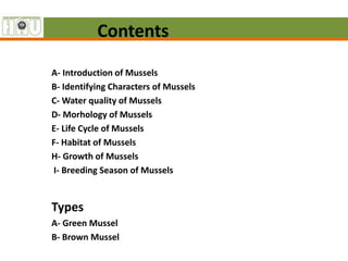 mussels.pptx