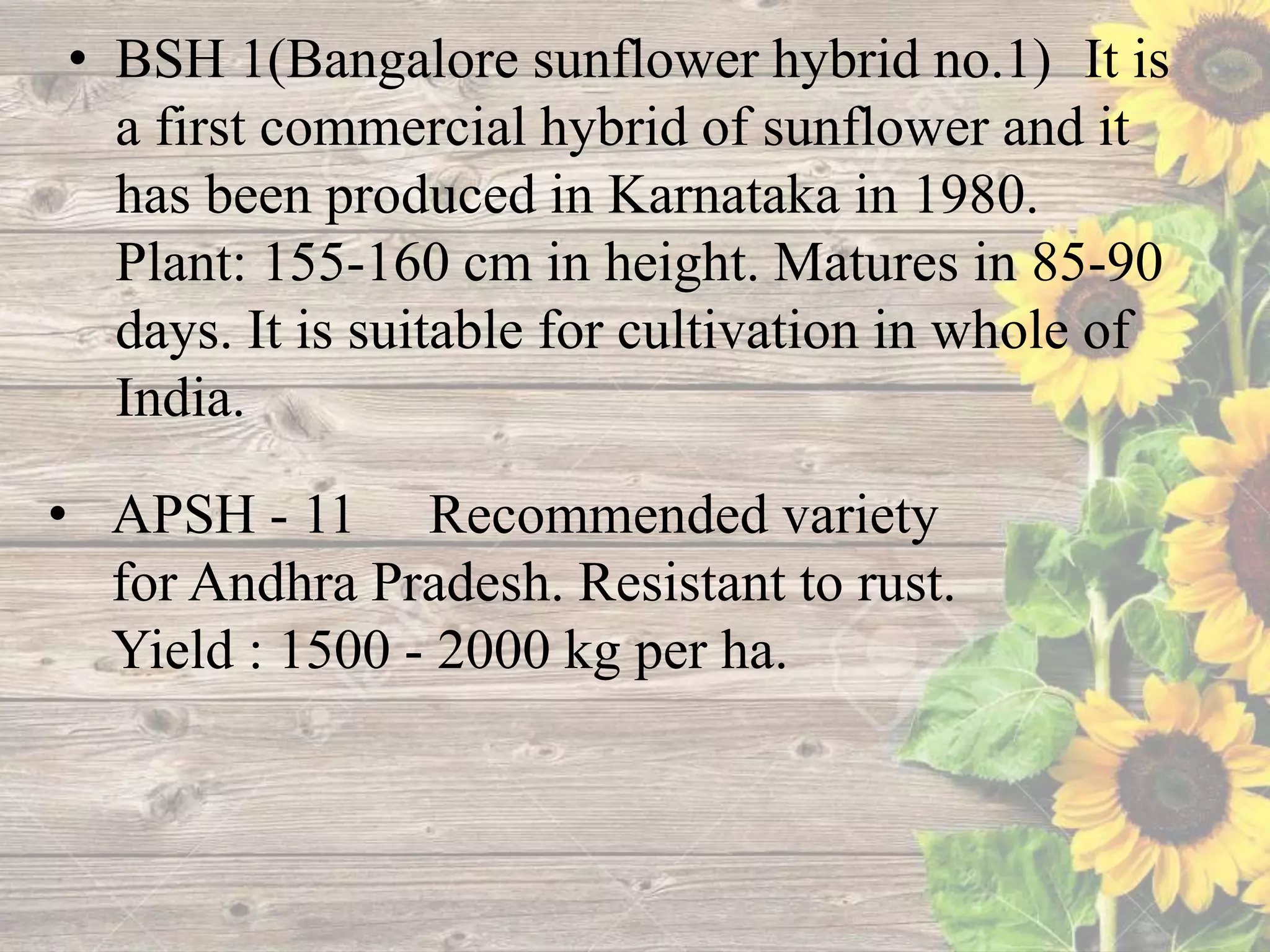 sunflower breeding technique | PPTX