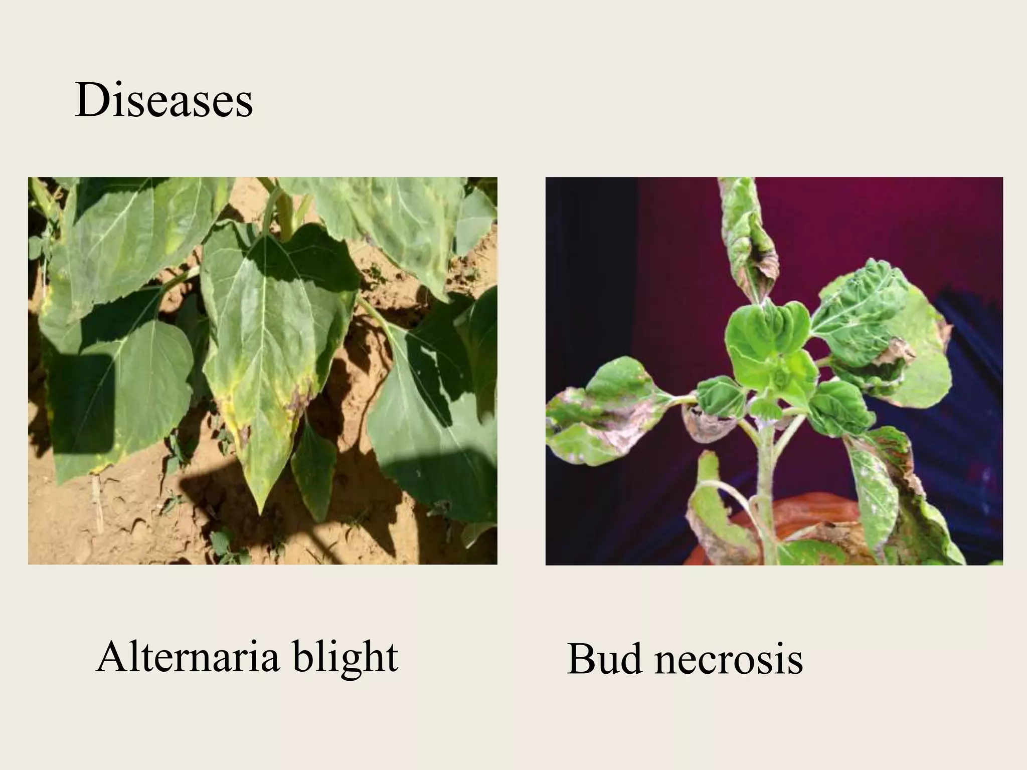 sunflower breeding technique | PPTX