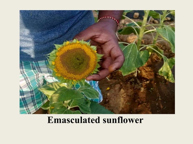 sunflower breeding technique | PPTX | Agriculture | Industries