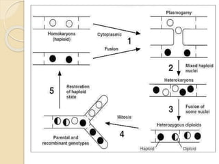 Variability in Plant Pathogens | PPTX