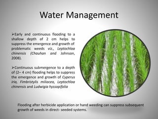 Important weed flora and weed management strategies in upland rice | PPTX