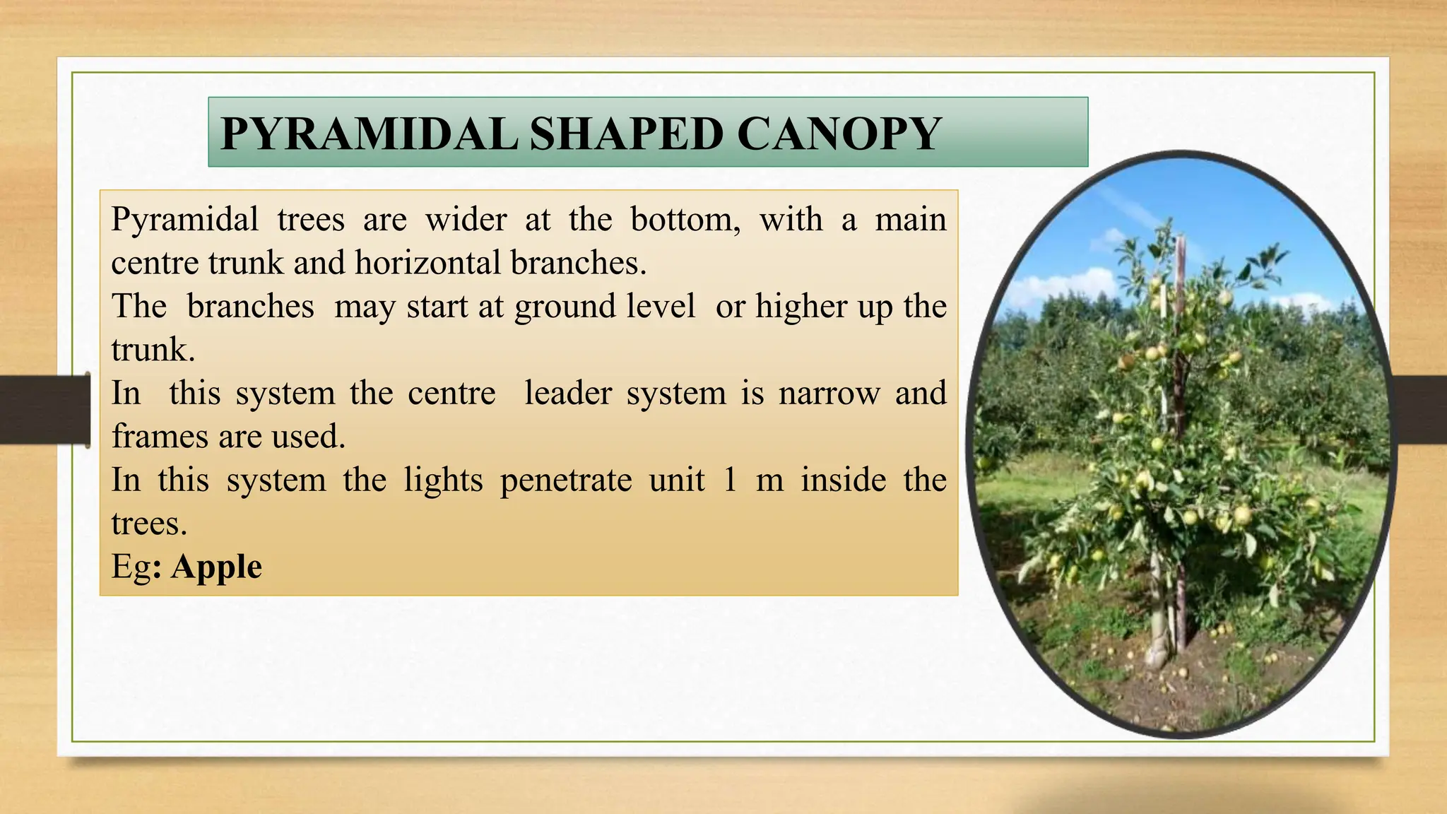 EFFECT OF DIFFERENT CANOPY TYPE ON PRODUCTION AND QUALITY OF FRUIT ...